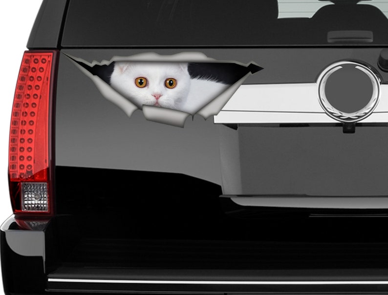 White Scottish Fold Decal White Cat Car Decal Funny Sticker - Etsy