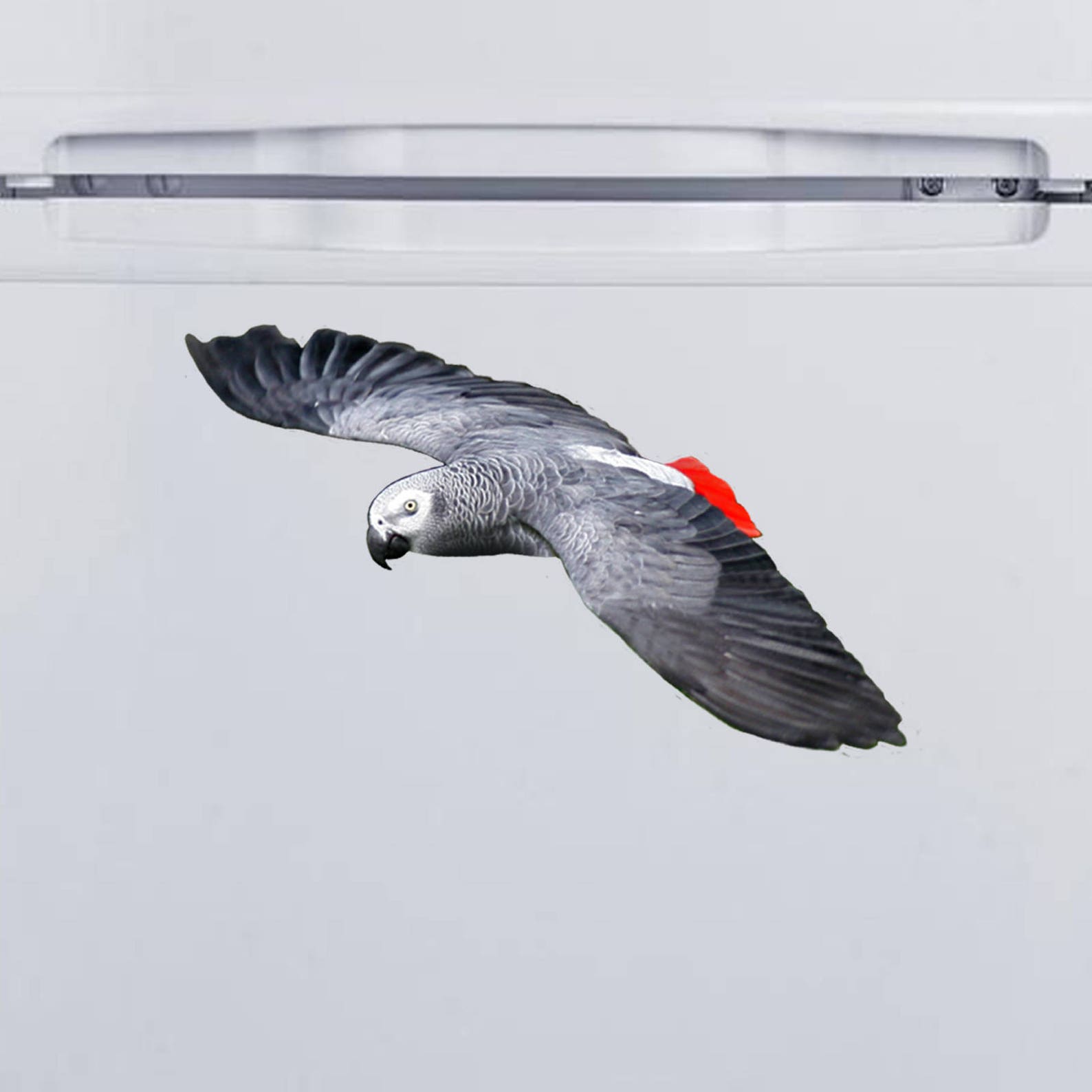 MAGNET African Grey Magnet 106x32 Inch Parrot Magnet - Etsy