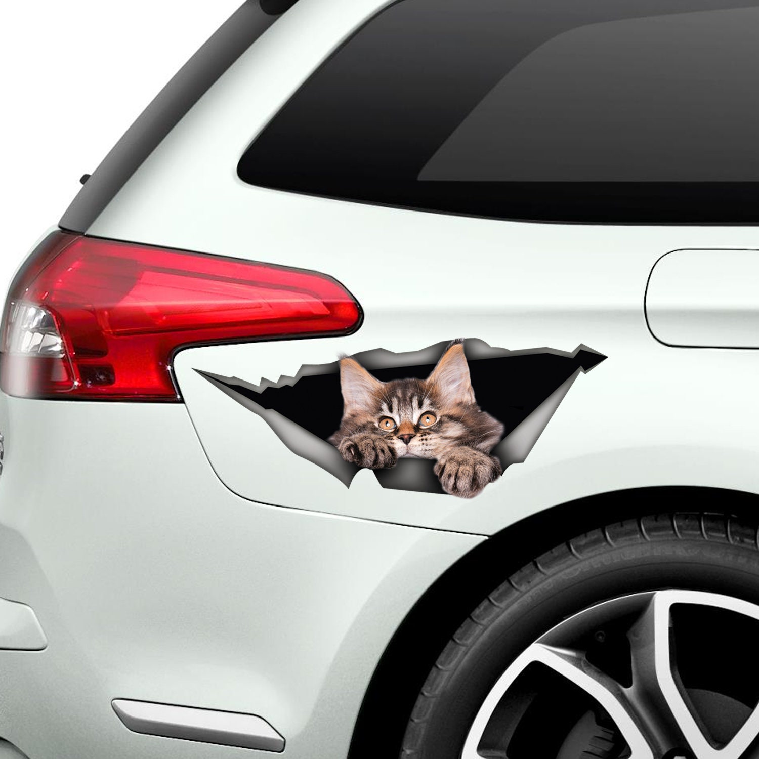 Kitten Car Decal Kitty Maine Coon Car Decal Funny Sticker | Etsy
