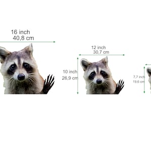 Raccoon Window Sticker , Animal Decal, 3D Sticker, Vinyl Decal, Funny ...
