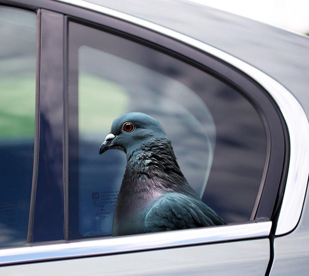 Pigeon Car Window Sticker ,pigeon Sticker, Pigeon Decal - Etsy