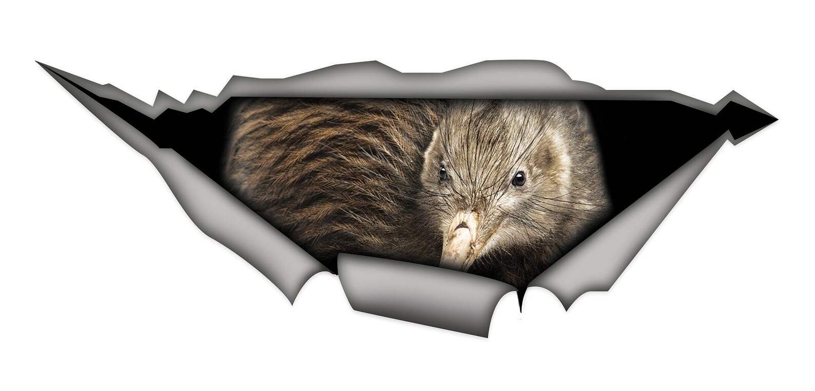 Sticker Kiwi Car Sticker Kiwi Bird Decal Bird Sticker | Etsy