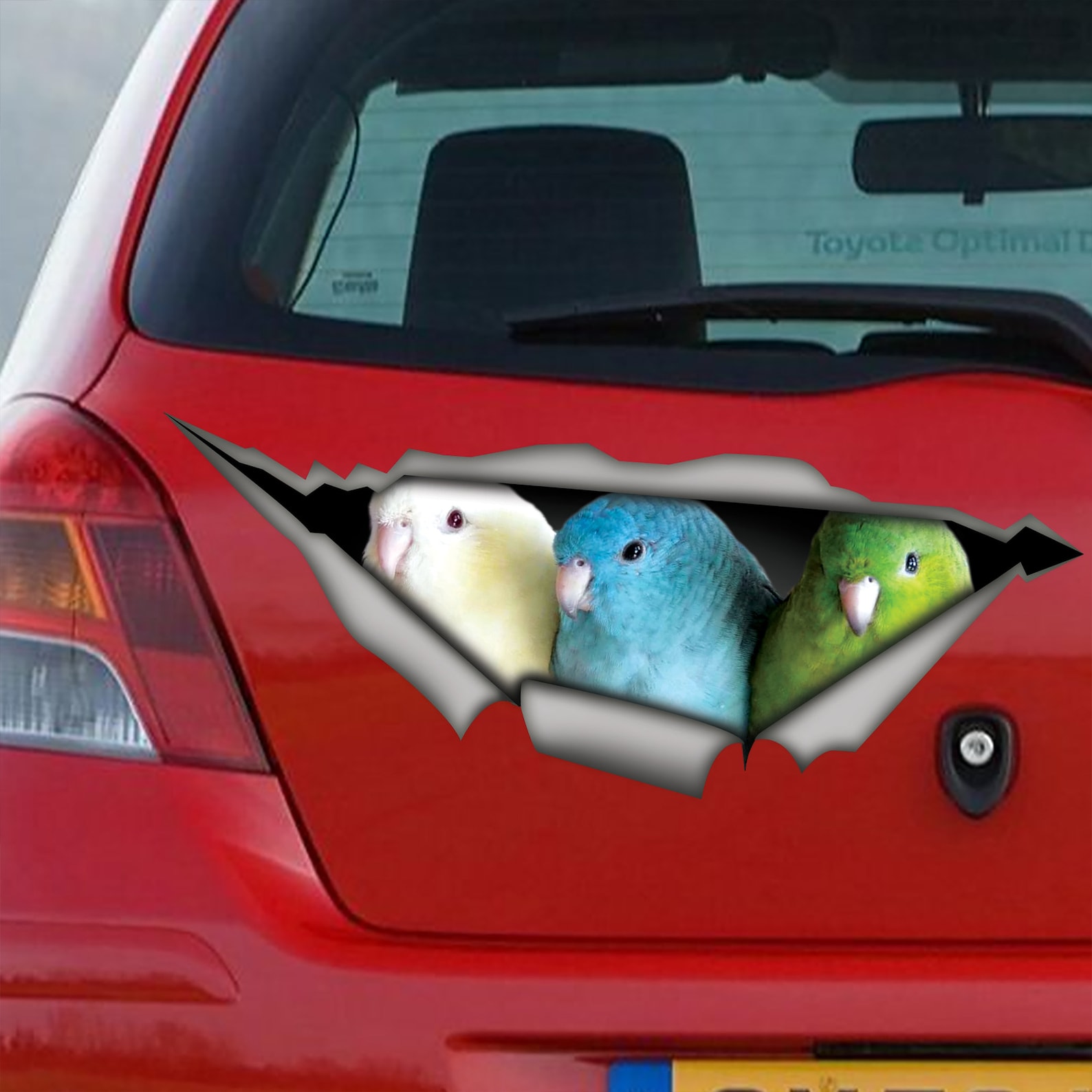 Parakeet Car Decal Funny Car Sticker Bird Decal Parakeets | Etsy