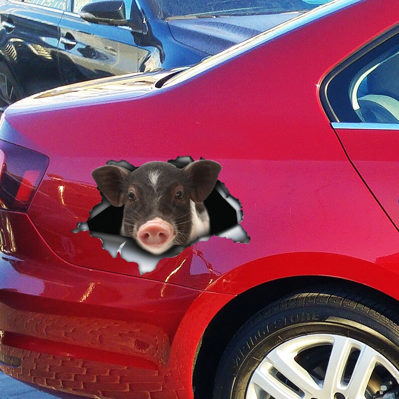 Mini pig car decal Mini pig magnet Mini pig sticker pig | Etsy