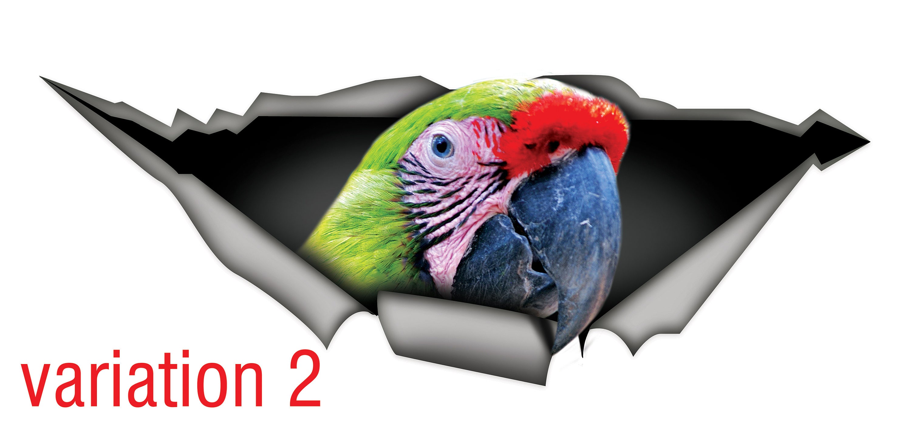 Great Green Macaw Car Decal, Funny Car Sticker, Parrot Decal, Bird ...