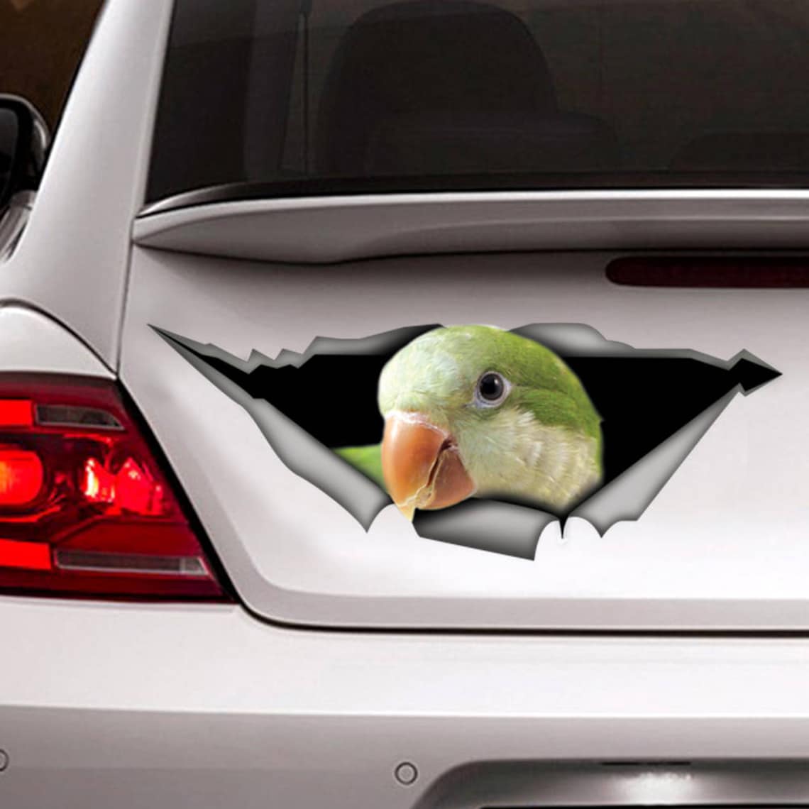 Quaker Parakeet Decal Parrot Sticker Car Decal Green Bird | Etsy