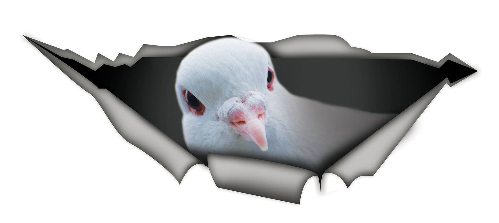 Dove Car Decal Vinyl Decal Dove Sticker Bird Decal | Etsy