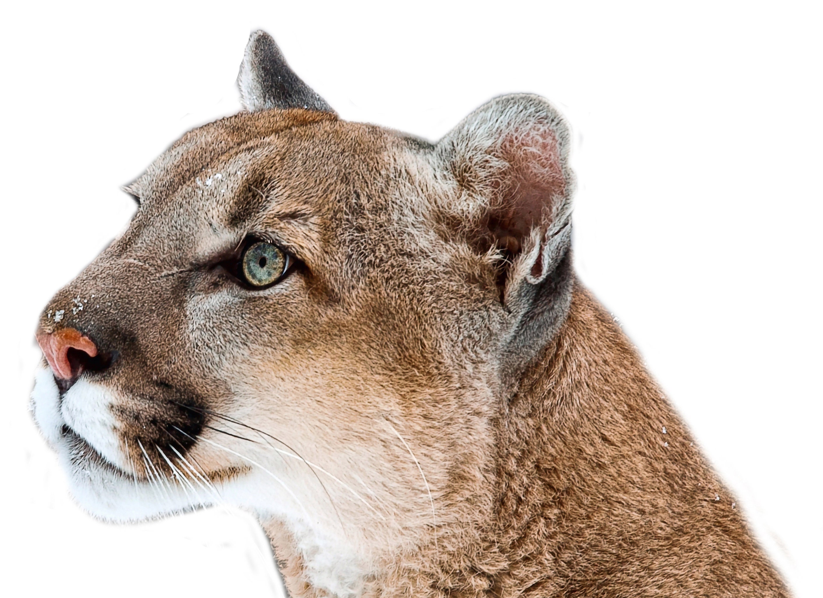 Cougar Window Decal - Etsy