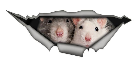 Art & Collectibles Cute pet rat family stickers Rat stickers Drawing ...