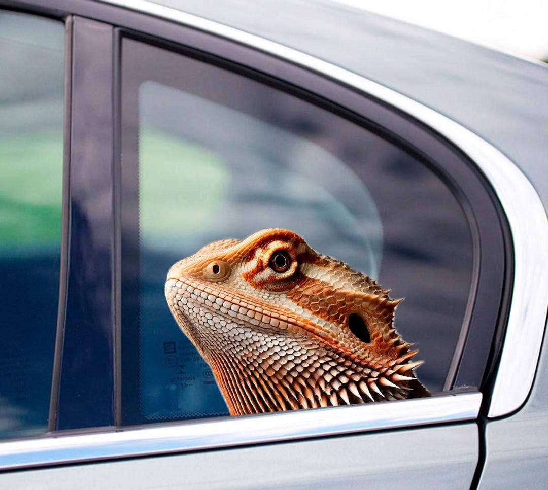 Bearded Dragon Car Sticker , Bearded Dragon Decal, Car Sticker - Etsy