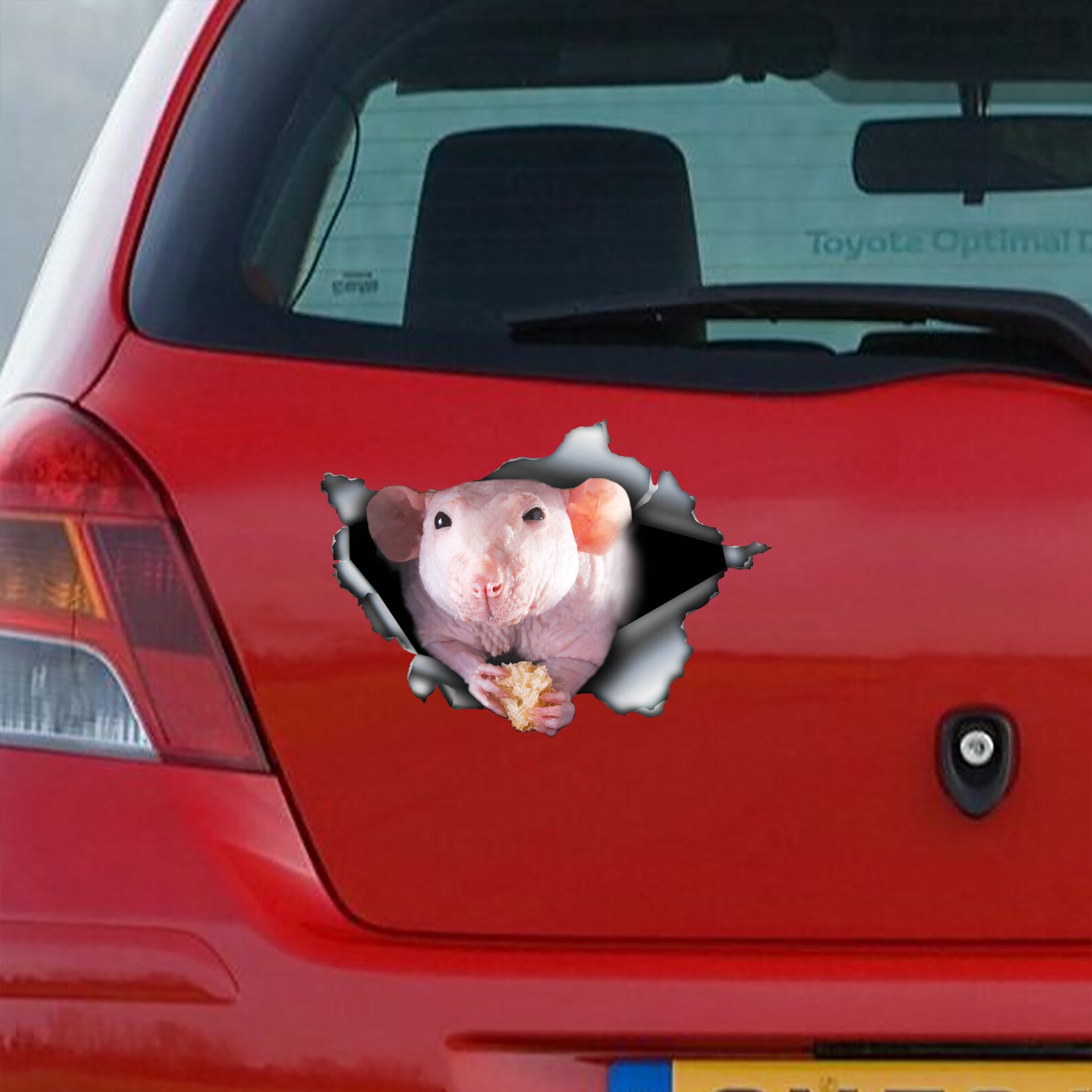 Hairless Rat Car Decal Hairless Rat Magnet Rat Car Sticker | Etsy