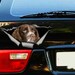 Springer Spaniel Car Decal Dog Car Decal Spaniel Car - Etsy
