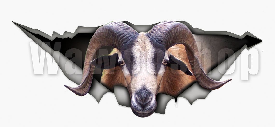 American Blackbelly Sheep Car Decal, Farm Decal, Sheep Decal, Funny ...