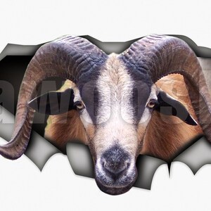 American Blackbelly Sheep Car Decal, Farm Decal, Sheep Decal, Funny ...