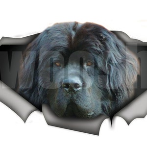Newfoundland Car Sticker , Dog Car Decal, Newfie Decal, Car Decoration ...
