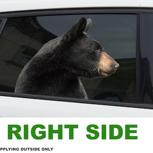 Bear Car Window Sticker , 3D Sticker, Funny Sticker, Black Bear Decal ...