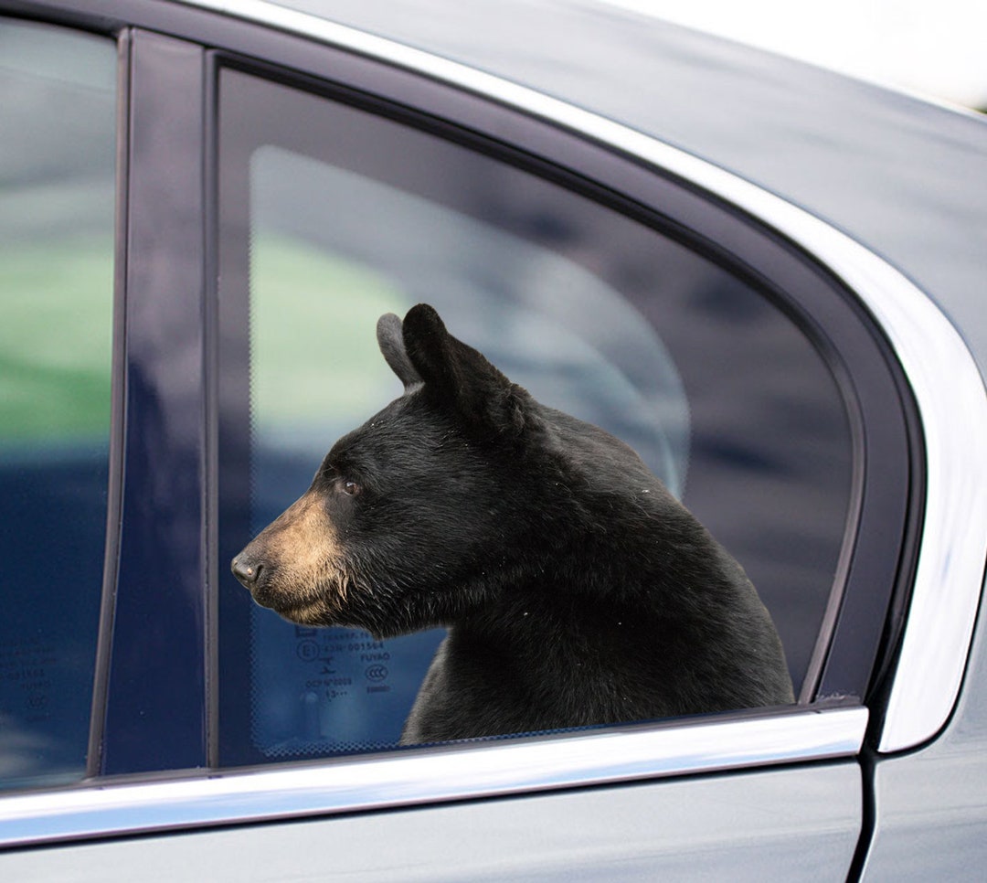 Bear Car Window Sticker , 3D Sticker, Funny Sticker, Black Bear Decal ...