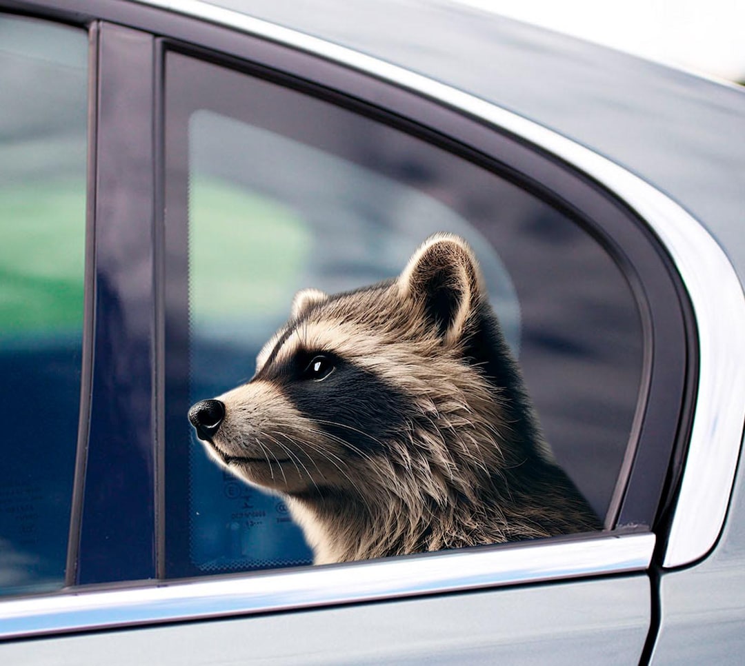 Raccoon Car Sticker, Raccoon Decal, Window Sticker - Etsy