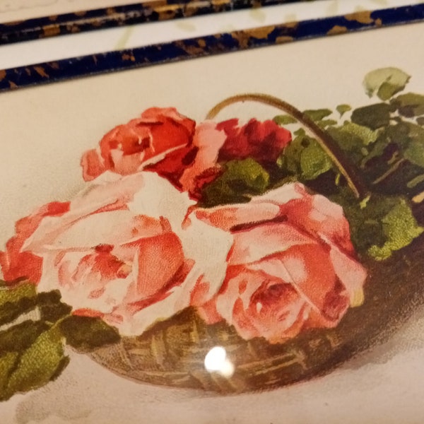 White Cabbage Rose - Etsy