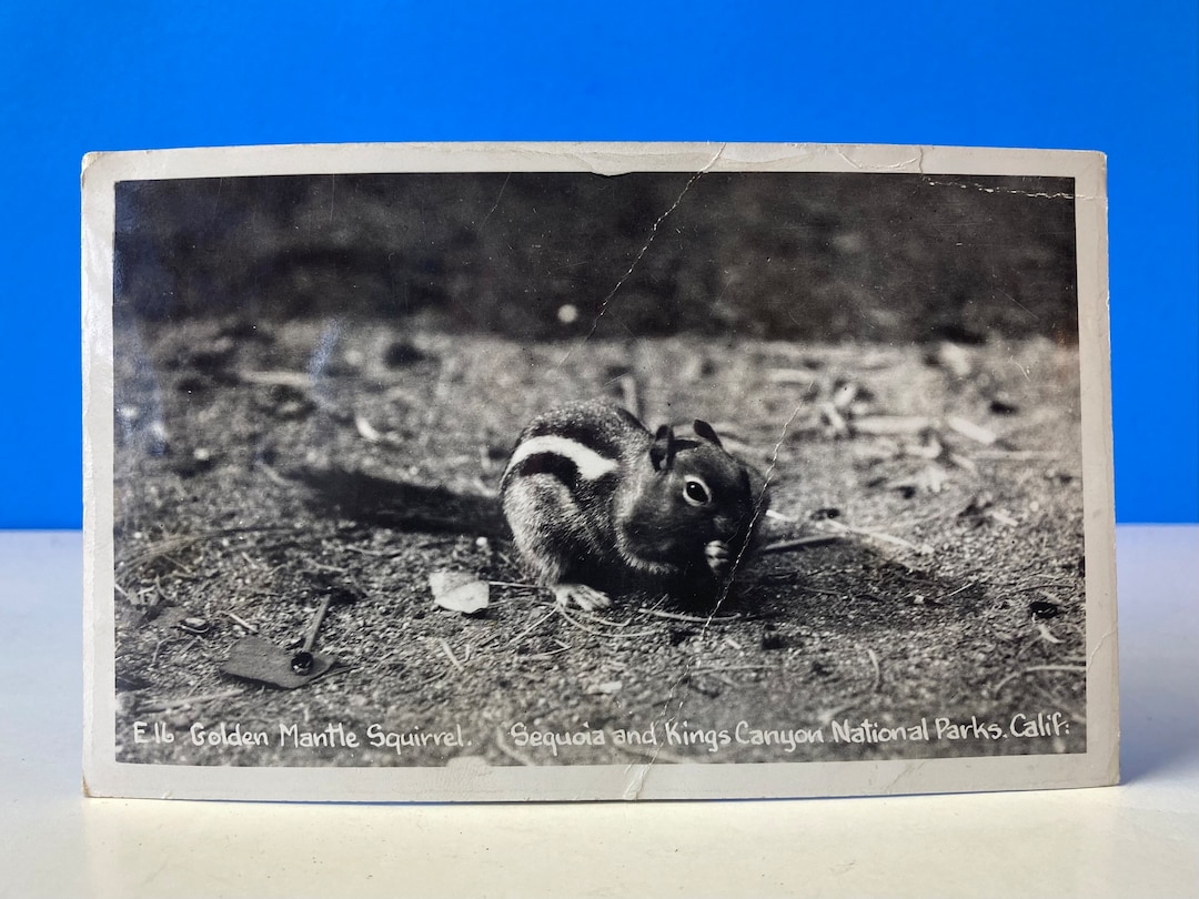 Golden Mantle Squirrel RPPC Postcard - Etsy