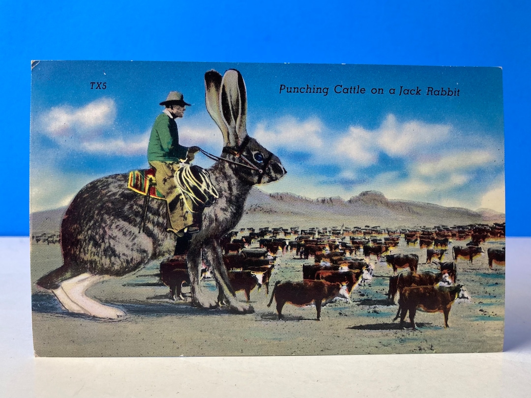 Punching Cattle on A Jack Rabbit Novelty Postcard - Etsy