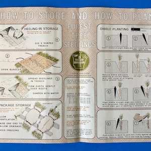 How to Store and Plant Forest Tree Seedlings - Etsy