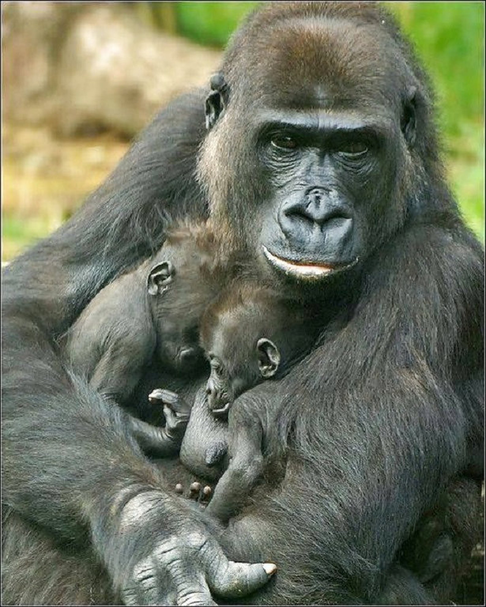 Gorilla Soap-monkey Soap-animal Soap-primate Soap-men's - Etsy