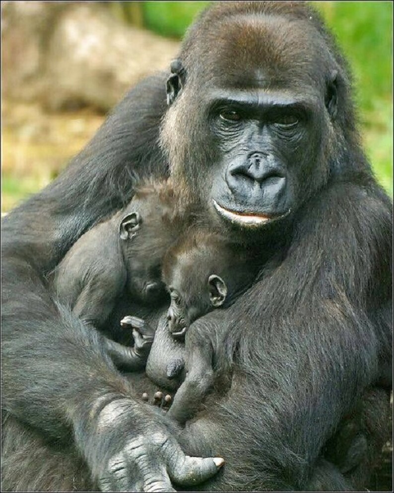 Gorilla Soap-monkey Soap-animal Soap-primate Soap-men's - Etsy