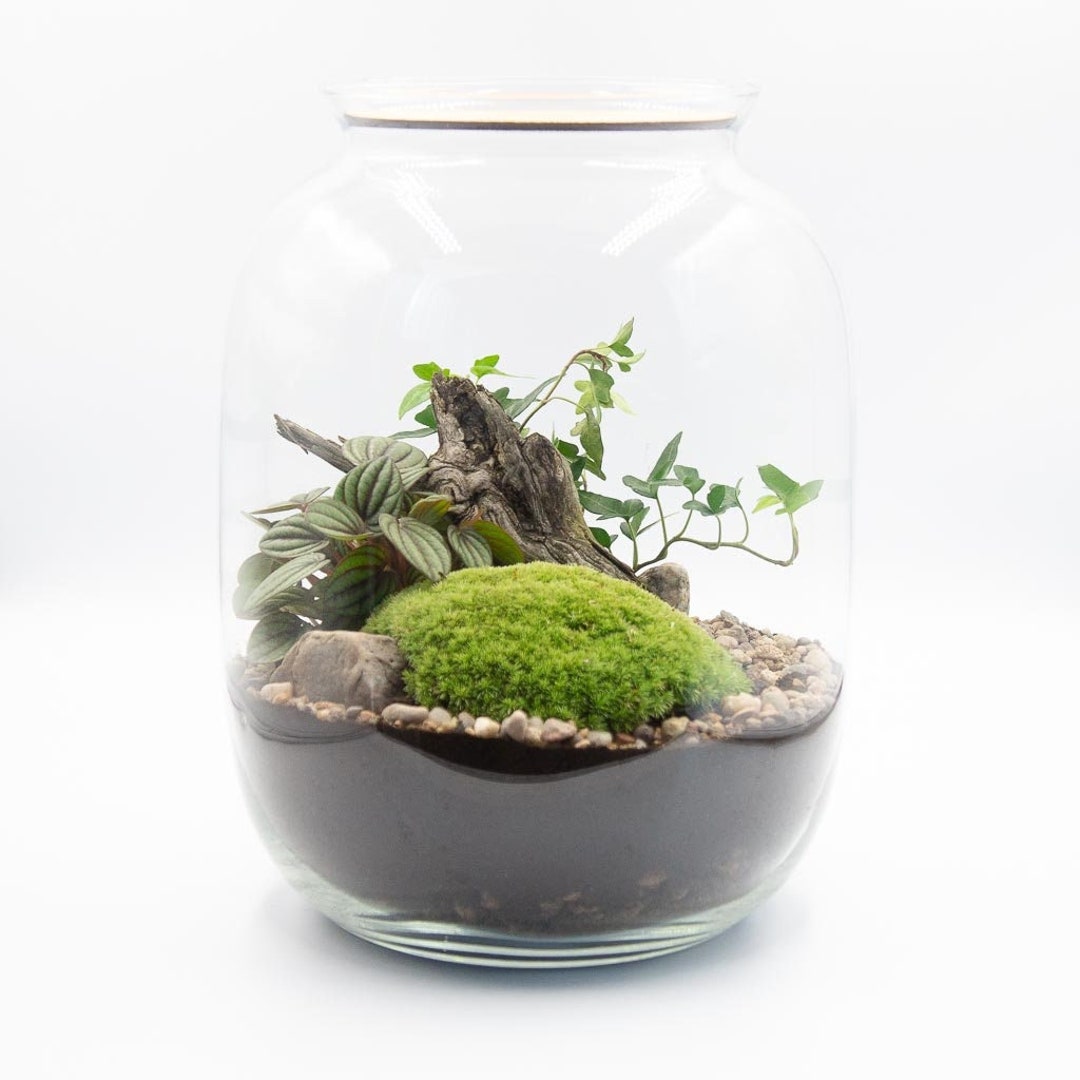 DIY Large Closed Terrarium Little Forest Unique House Plant Eco Bonsai ...
