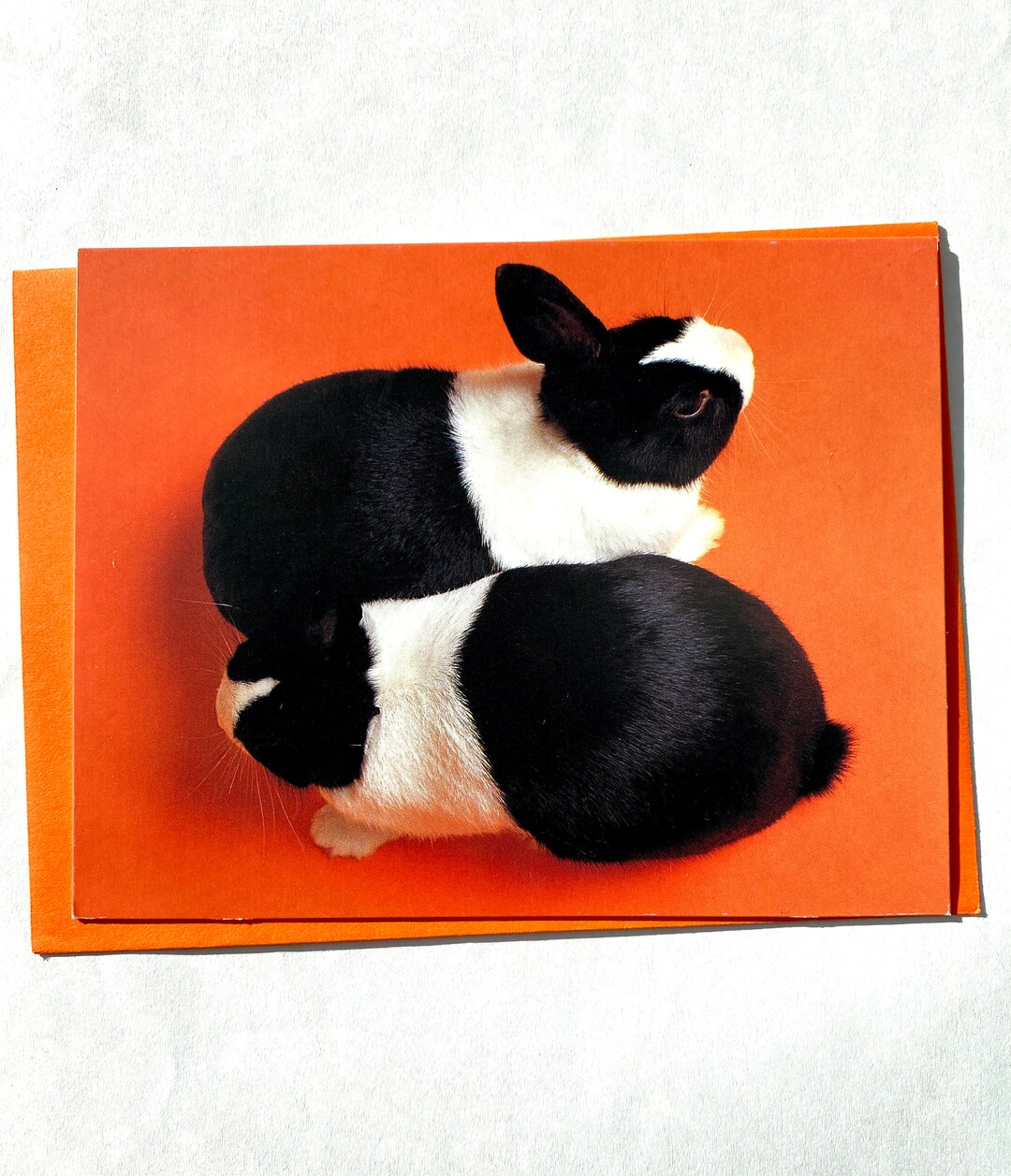 Rabbit Blank Cards| Rabbit Greeting Cards | Bunny Prints | Bunny ...