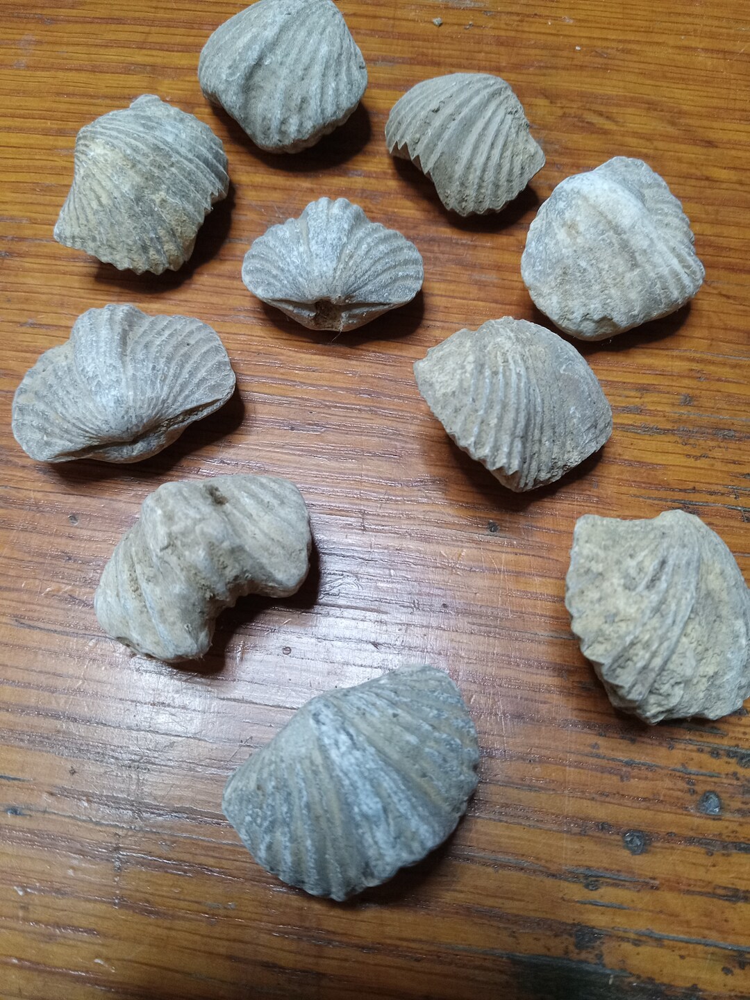 One Extra-large Brachiopod Prehistoric Fossil From Indiana. to Collect ...