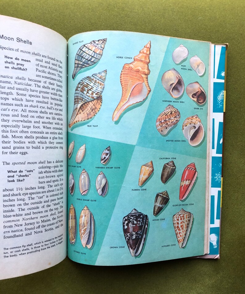 1961 Sea Shells Wonder Book Illustrated Children's Book - Etsy