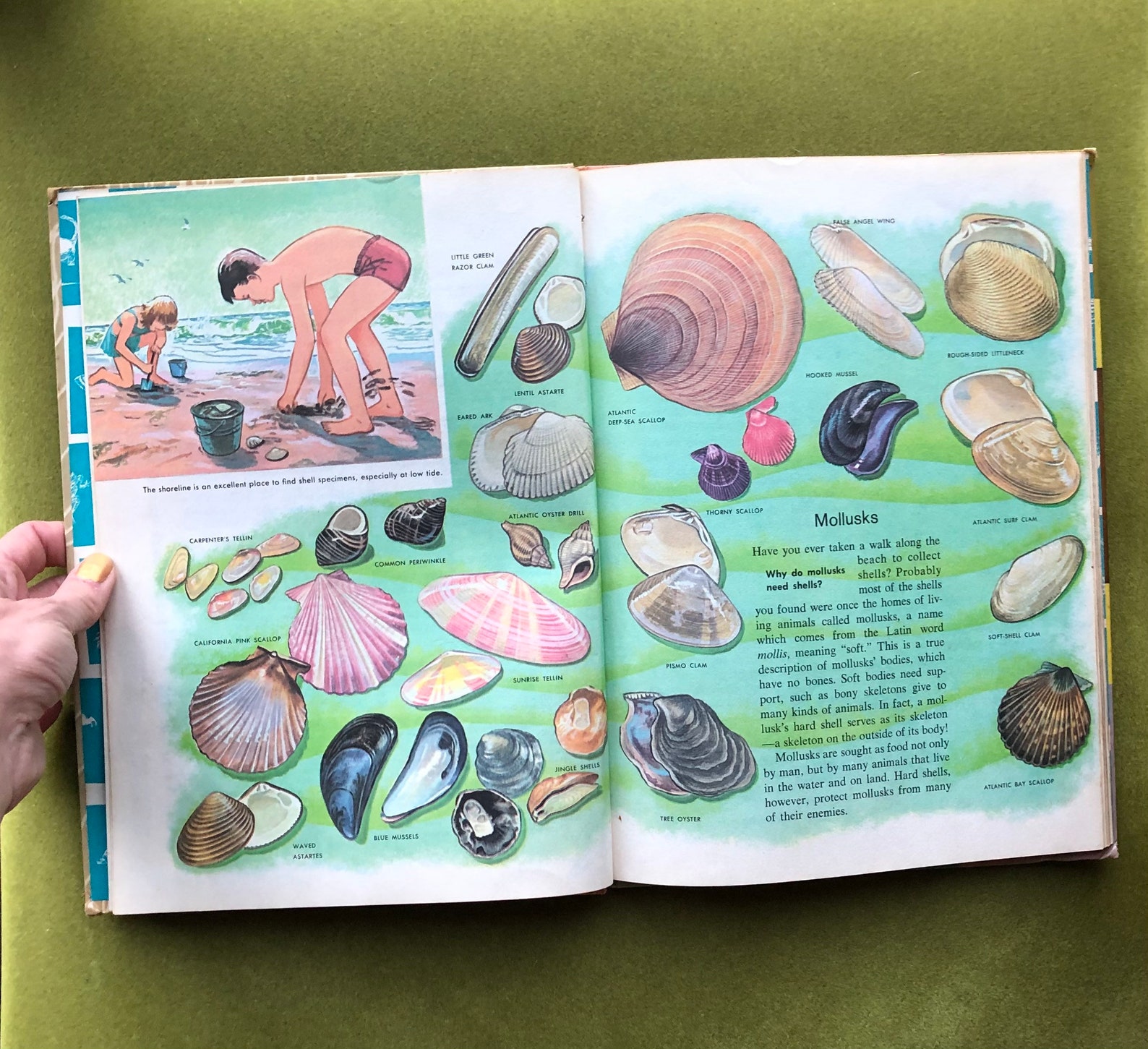 1961 Sea Shells Wonder Book Illustrated Children's Book - Etsy