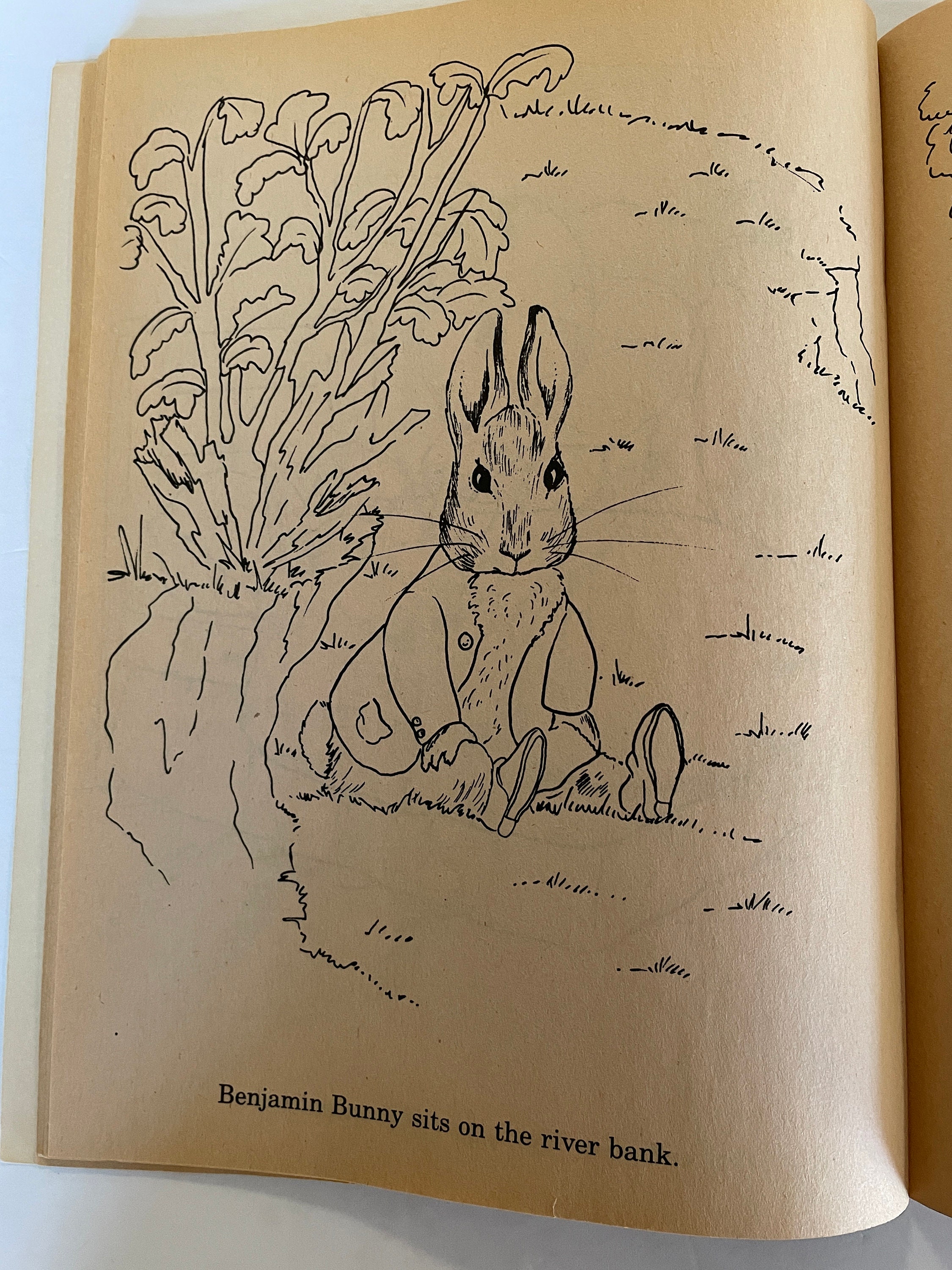 Peter Rabbit and Benjamin Bunny Coloring Book by Beatrix Potter, Unused ...