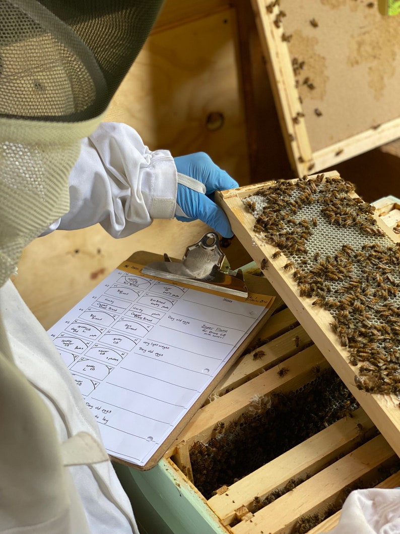 Easy Beekeeping Hive Inspections Honeybee Printable Beginner Beekeeper ...