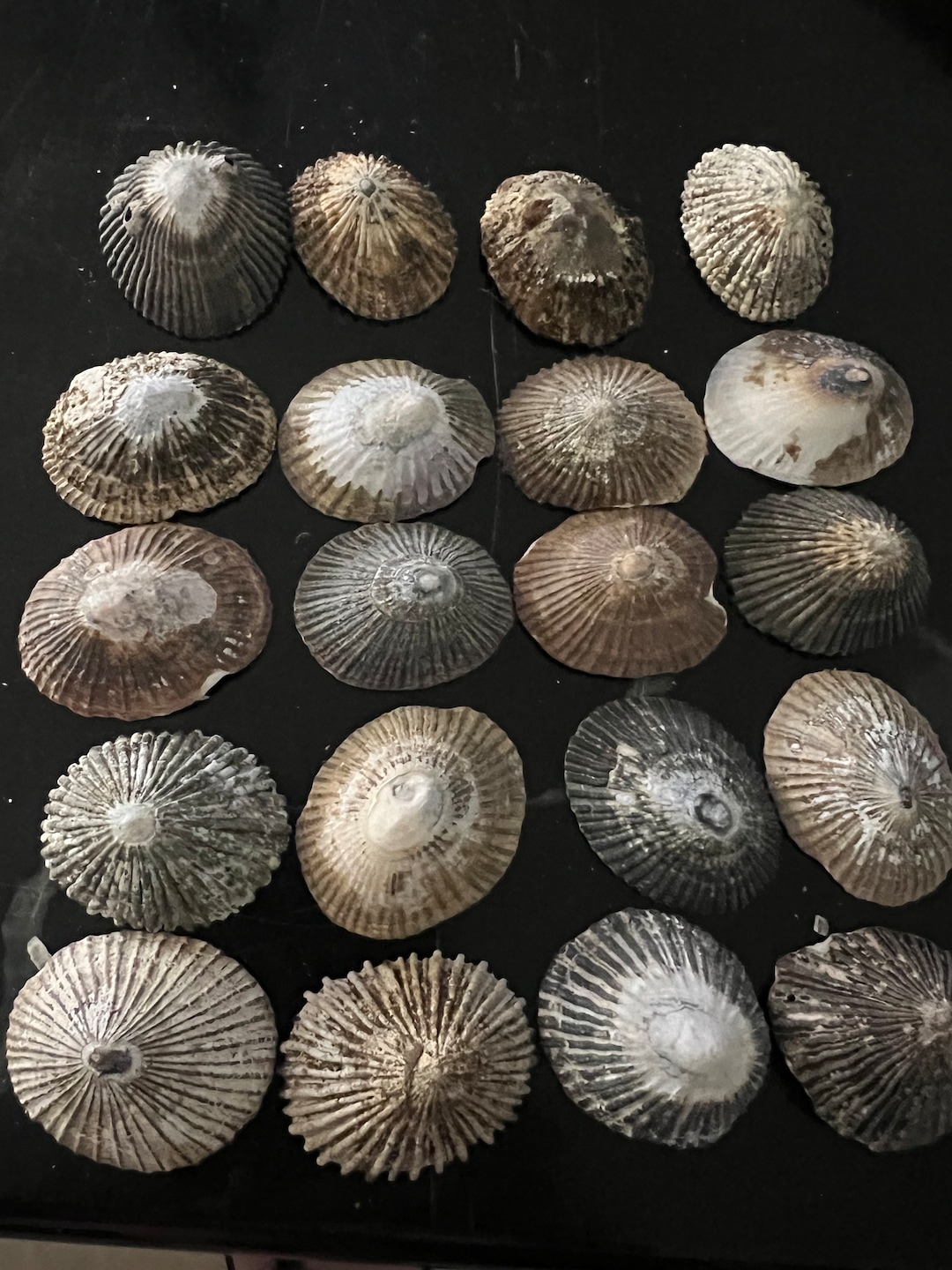 OPIHI SHELLS HAWAIIAN Limpet - Etsy