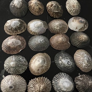 OPIHI SHELLS HAWAIIAN Limpet - Etsy