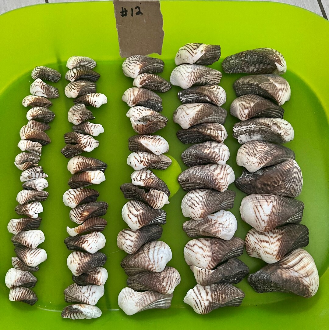 Hawaiian Turkey Wing Shell Lot - Etsy