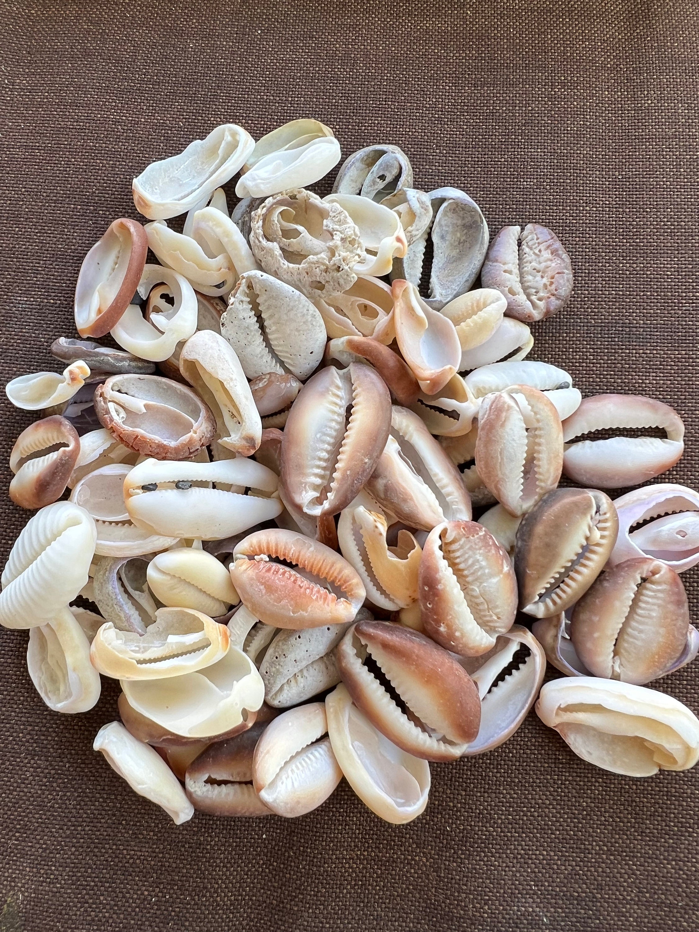 Cowry Shell Bottom Pieces 3/4”-1” 75 Pieces Lot #3 - Etsy