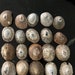 OPIHI SHELLS HAWAIIAN Limpet - Etsy