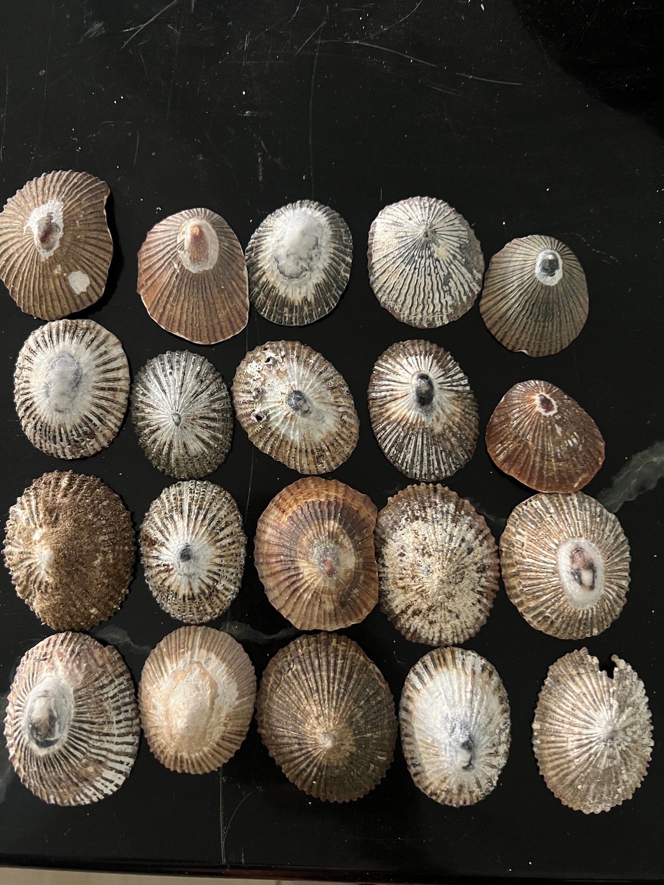 OPIHI SHELLS HAWAIIAN Limpet - Etsy