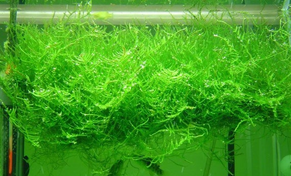 LIVE AQUARIUM PLANTS Java Moss Fish Tank Decoration - Etsy UK