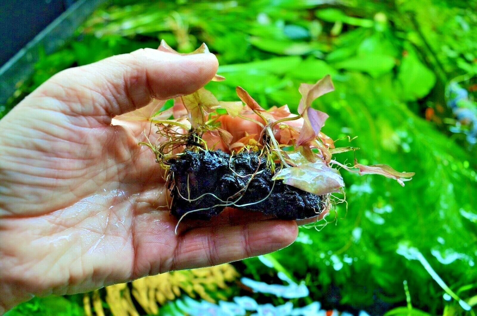 Nymphaea Red Lotus Aquarium Bulb - Aquatic Water Lily for Tropical ...