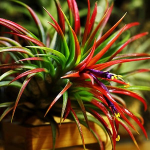 LARGE Ionantha Rubra Air Plant - Red Tillandsia - Airplant - Easy Care ...