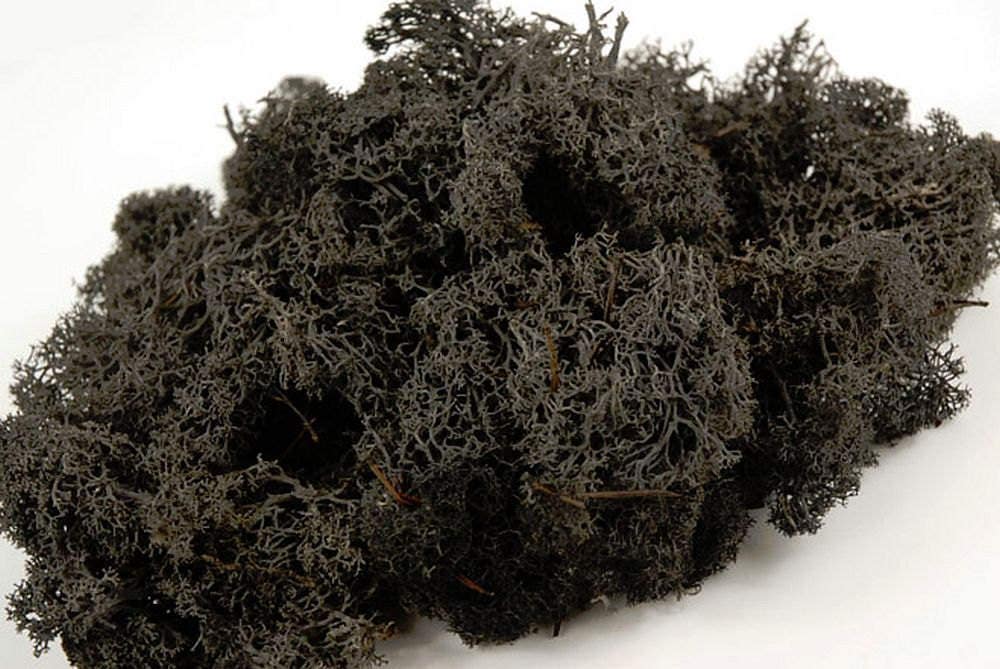 Artificial Moss BLACK preserved reindeer moss for air | Etsy