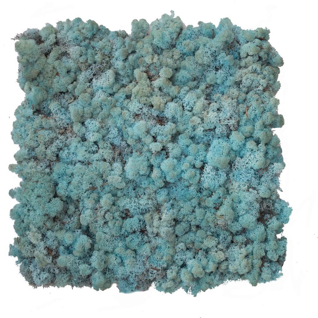 Artificial Moss | AQUAMARINE SEA BLUE - Preserved Reindeer Moss for Air ...