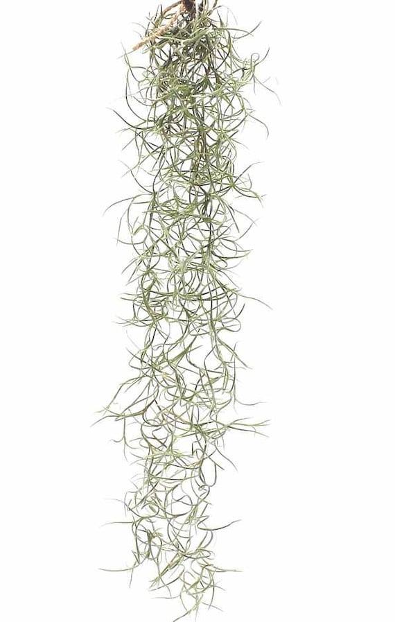 Spanish Moss Starter Piece Hanging Airplant MINI Easy Care | Etsy