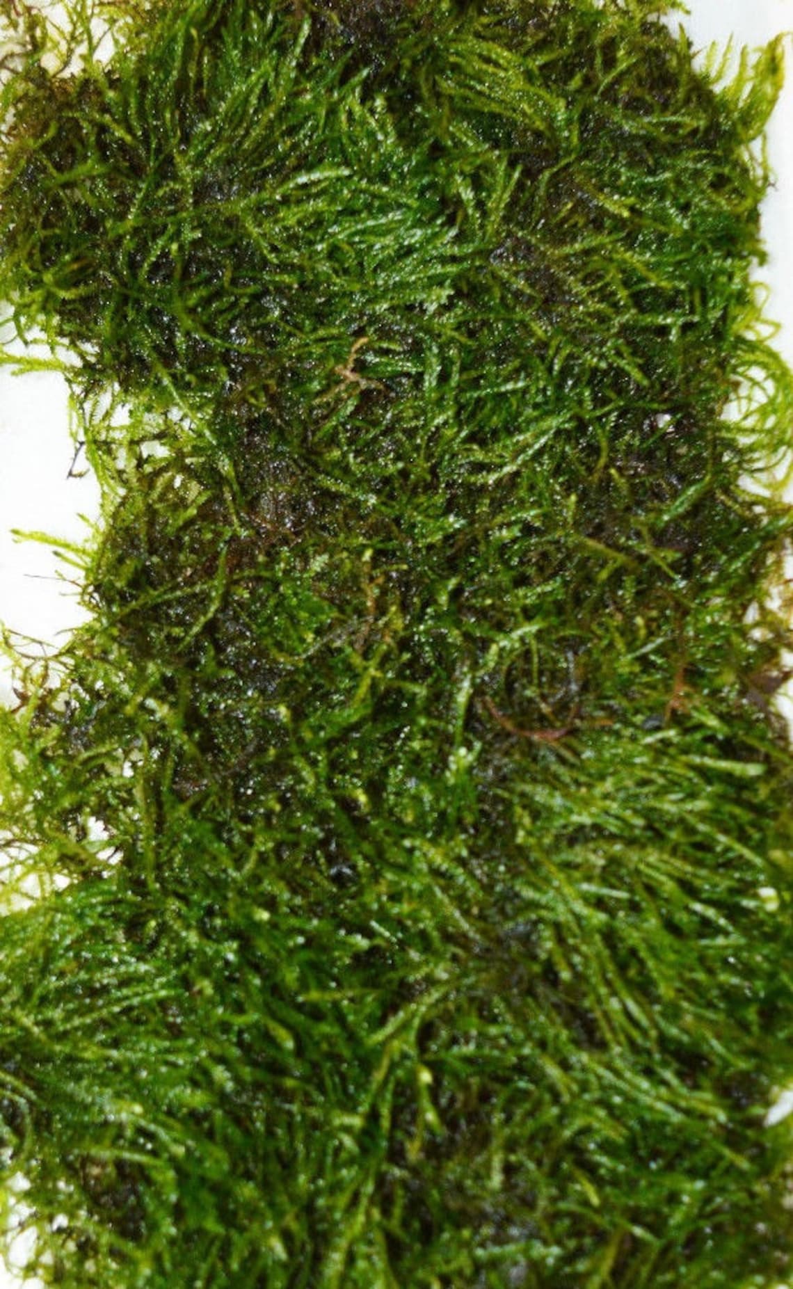 LIVE AQUARIUM PLANTS Java Moss Fish Tank Decoration Carpet Your ...