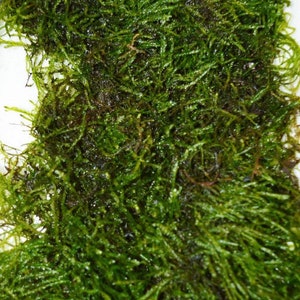 LIVE AQUARIUM PLANTS - Java Moss - Fish Tank Decoration - Carpet Your ...