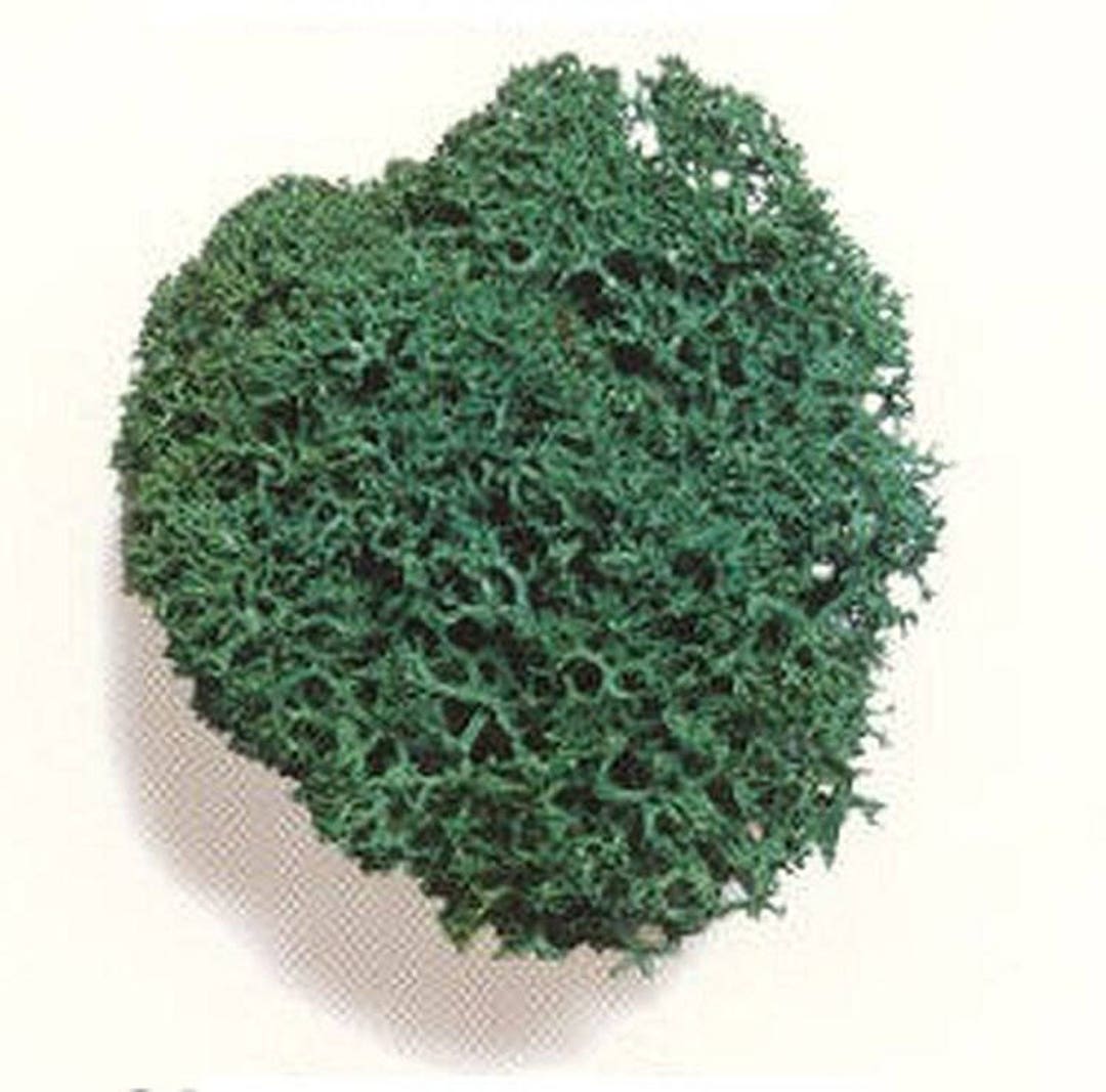 Artificial Moss | PACIFIC SEA GREEN - Preserved Reindeer Moss for Air ...